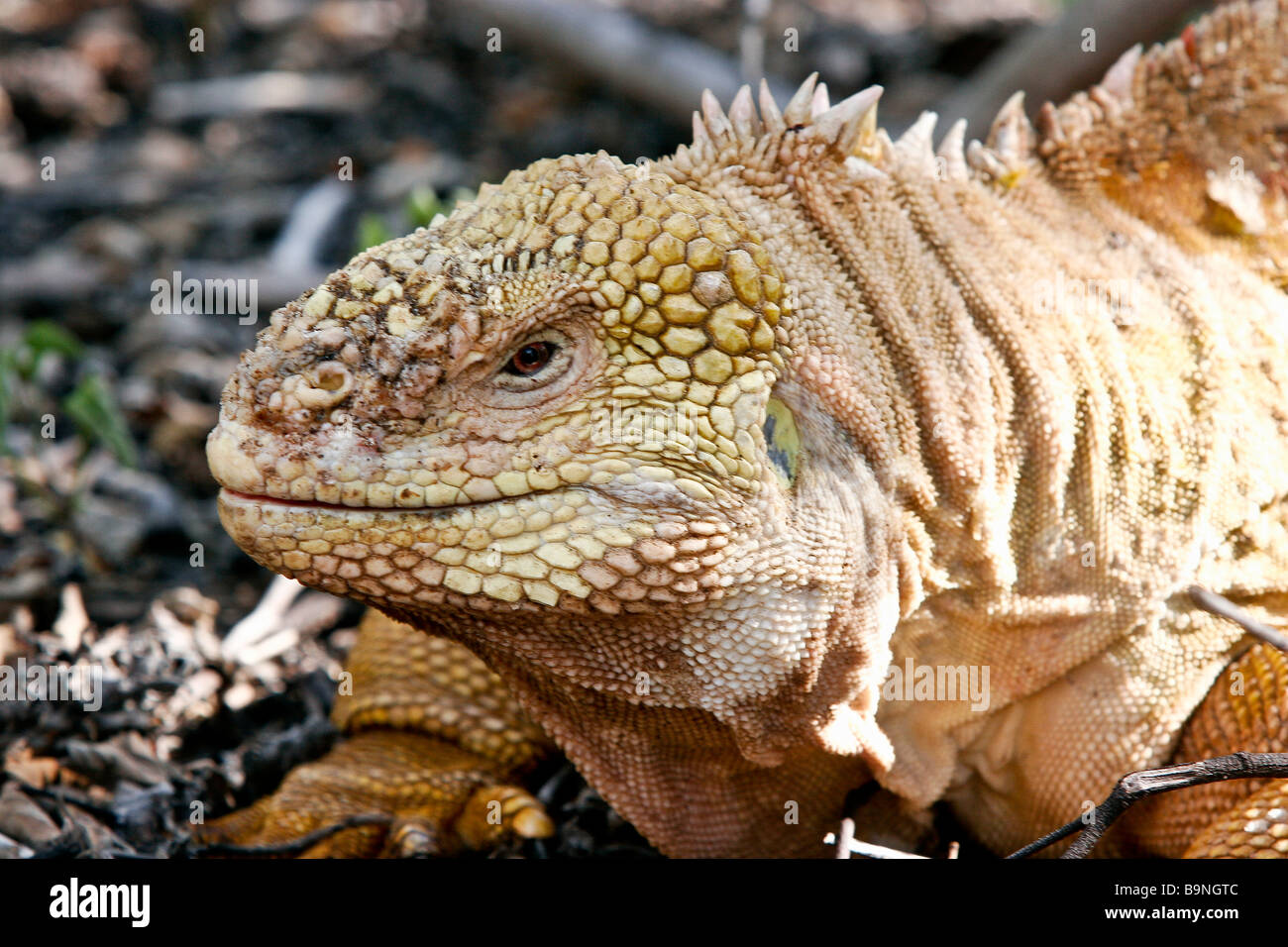 Land Iguana Urbina Bay Isabela Island Galapagos Islands Stock Photo - Alamy