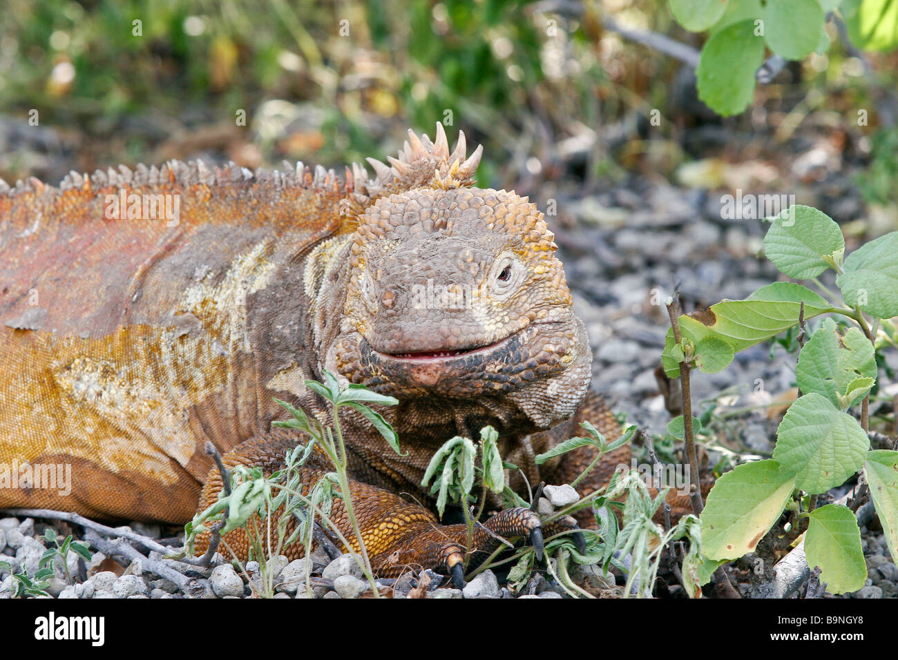 Land Iguana Urbina Bay Isabela Island Galapagos Islands Stock Photo - Alamy