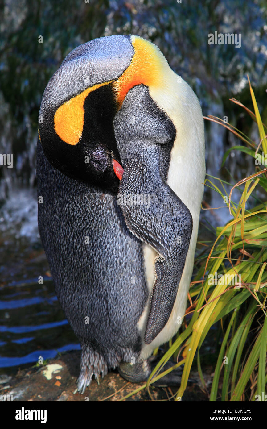 King Penguin Aptenodytes patagonicus males Stock Photo - Alamy
