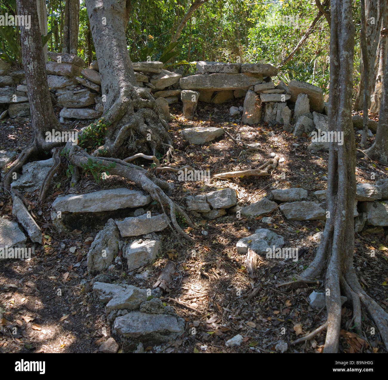 Yaax Ché Mayan temple ruins overgrown by the jungle Mexico Yucatan 2009 ...