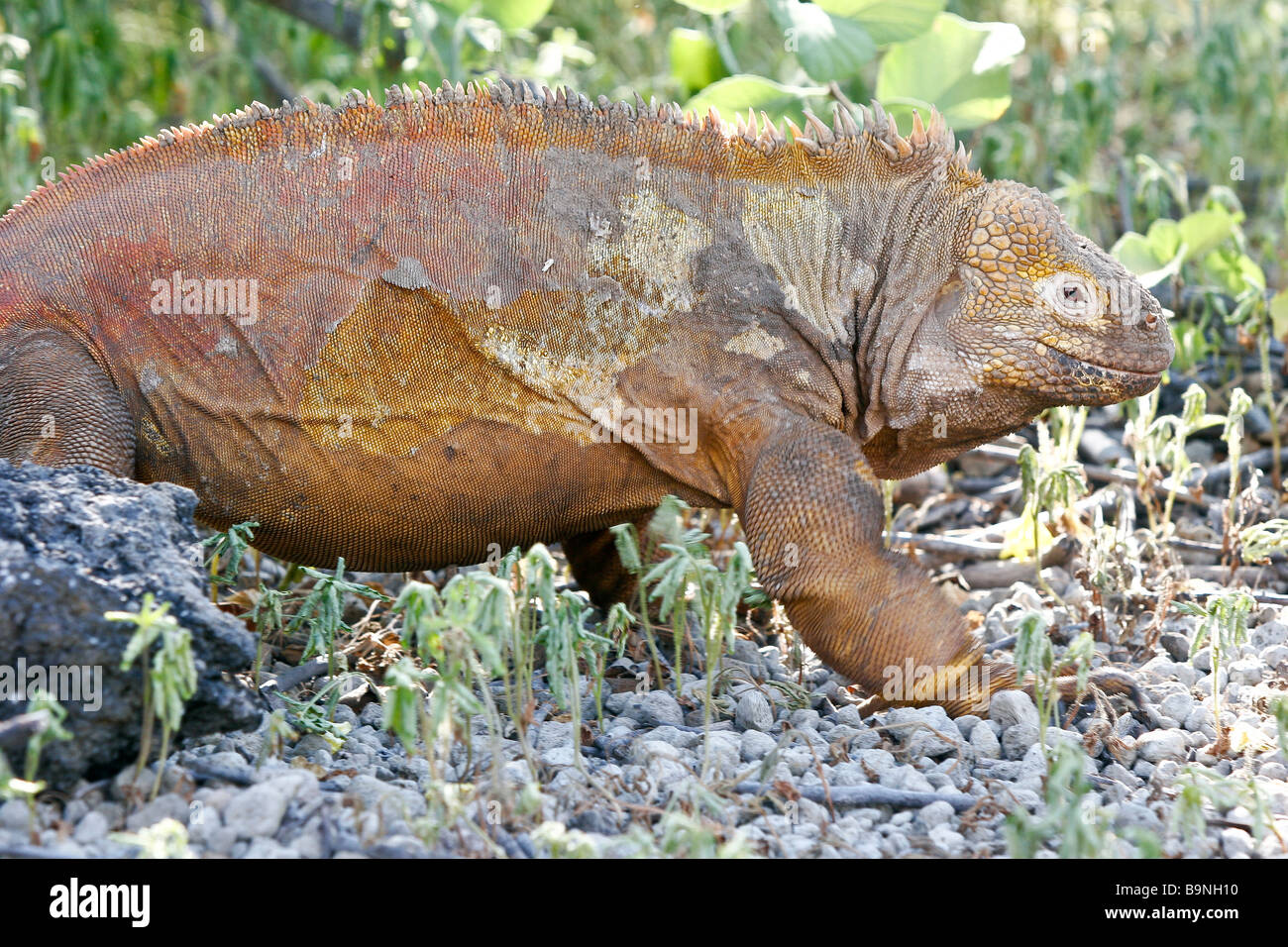 Land Iguana Urbina Bay Isabela Island Galapagos Islands Stock Photo - Alamy