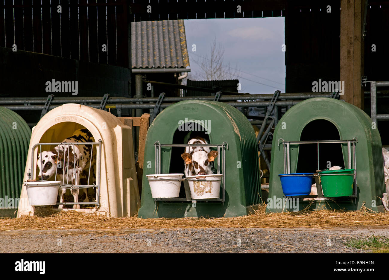 Calf crates hi-res stock photography and images - Alamy