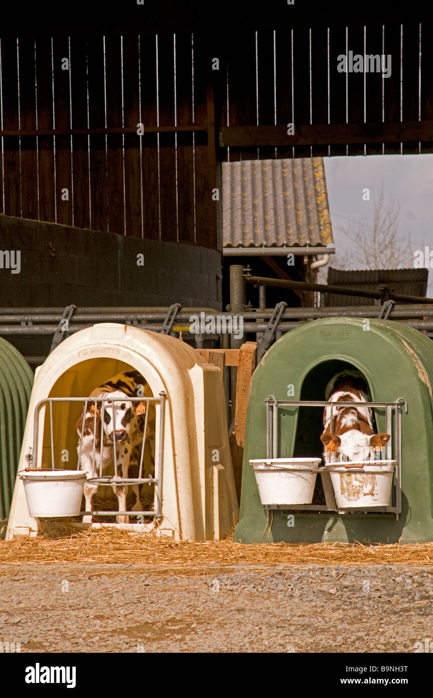 Calf crates hi-res stock photography and images - Alamy