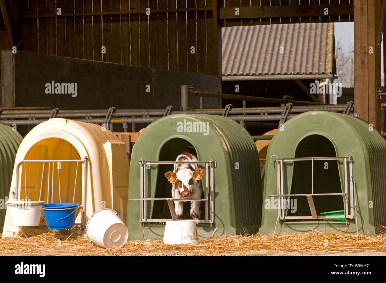Calf crates hi-res stock photography and images - Alamy