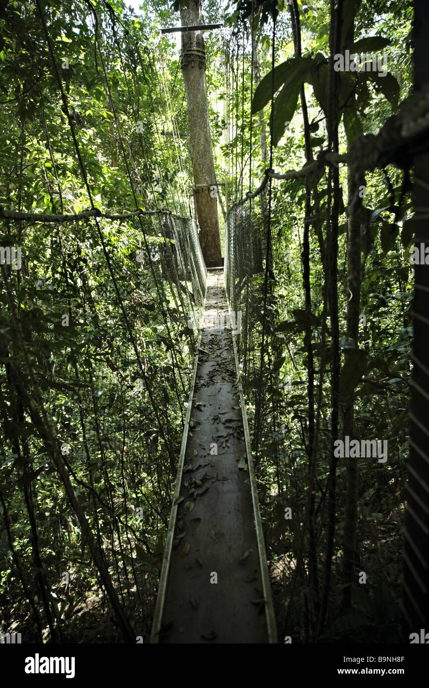 Hanging bridge in Ecoparque de Una Atlantic Rainforest Mata Atlântica ...