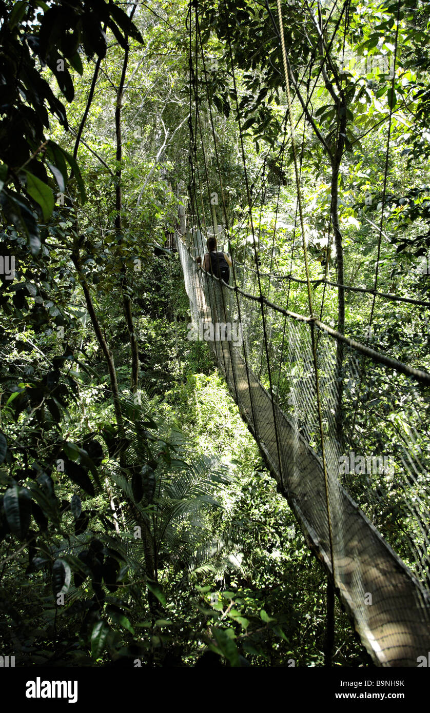 Hanging bridge in Ecoparque de Una Atlantic Rainforest Mata Atlântica ...