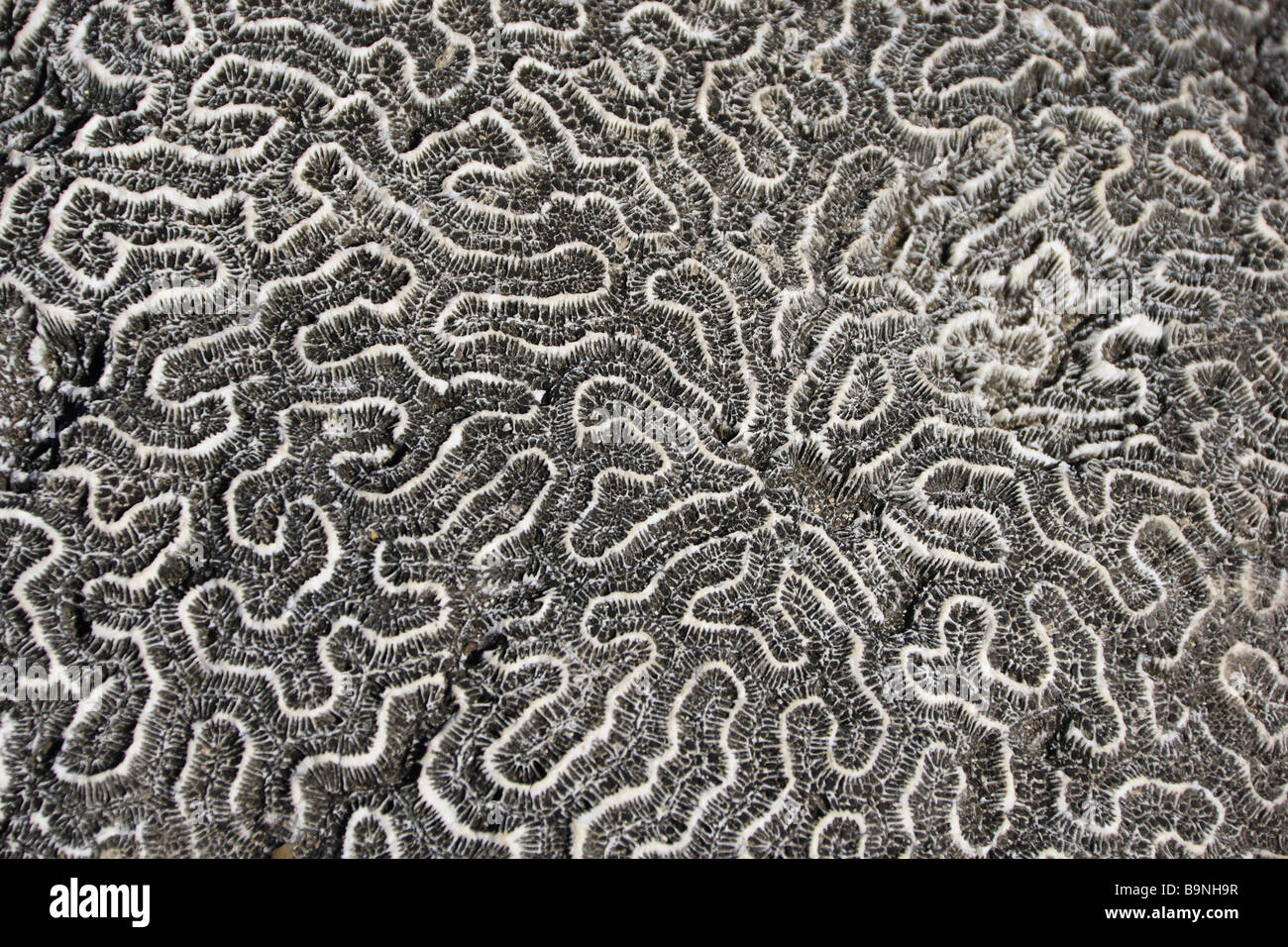 Mexico Yucatan 2009 fossil brain coral in the Tulum Mayan temple ruins ...