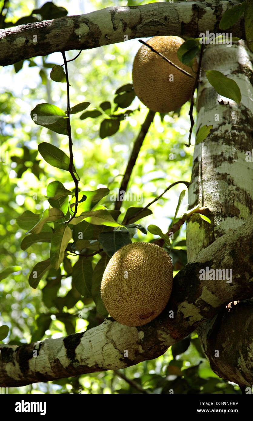 Breadfruit tree hi-res stock photography and images - Alamy