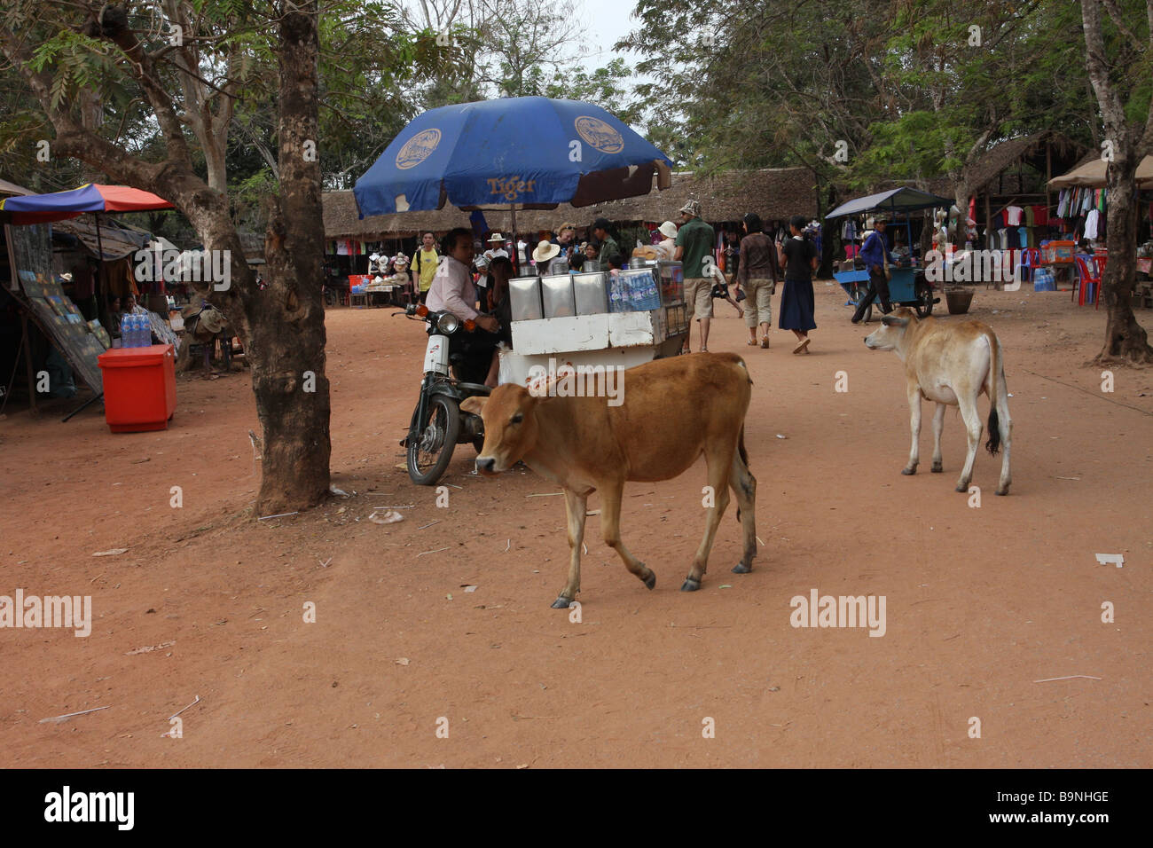 Wandering cows hi-res stock photography and images - Alamy