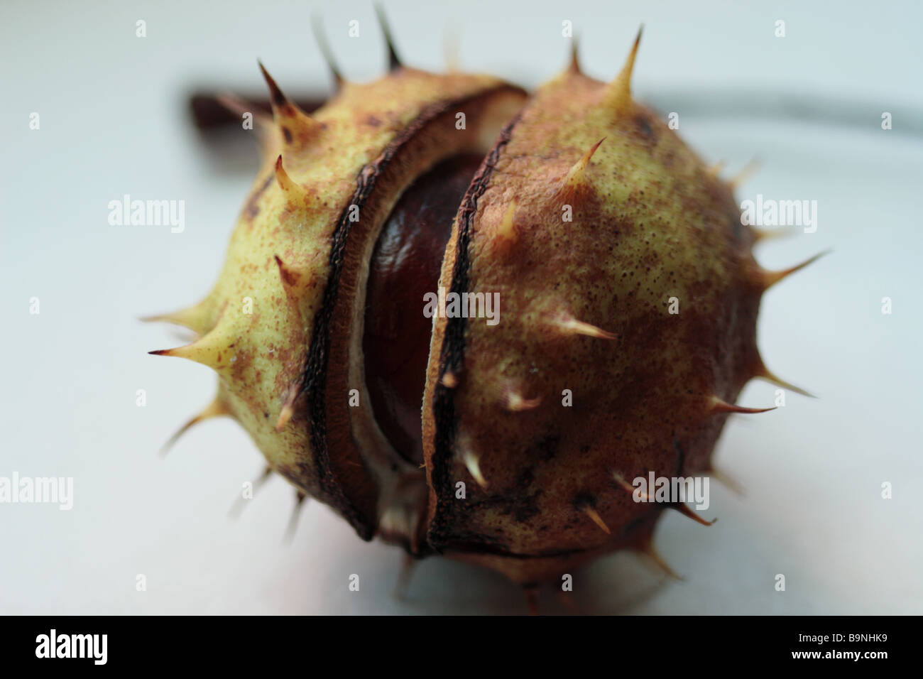 Conker in shell hi-res stock photography and images - Alamy