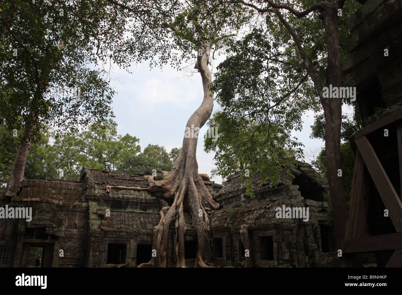 Angkor wat ta tree roots hi-res stock photography and images - Alamy