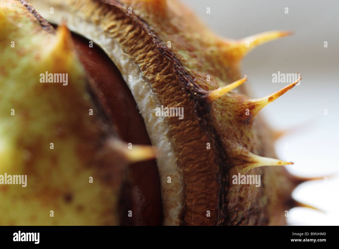 Conker Close up in spiky case Stock Photo - Alamy