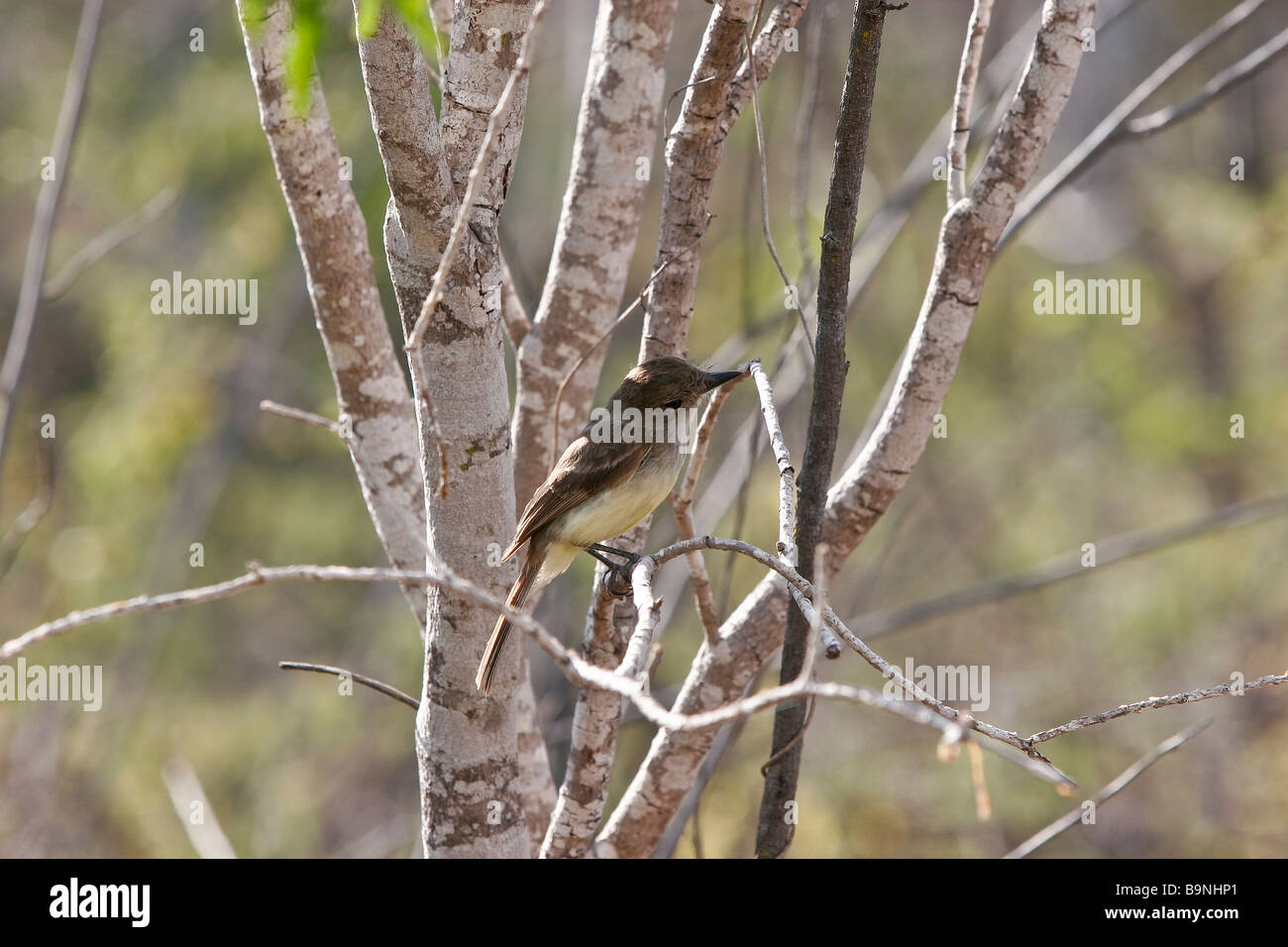 Large billed Flycatcher Urbina Bay Isabela Island Galapagos Islands ...