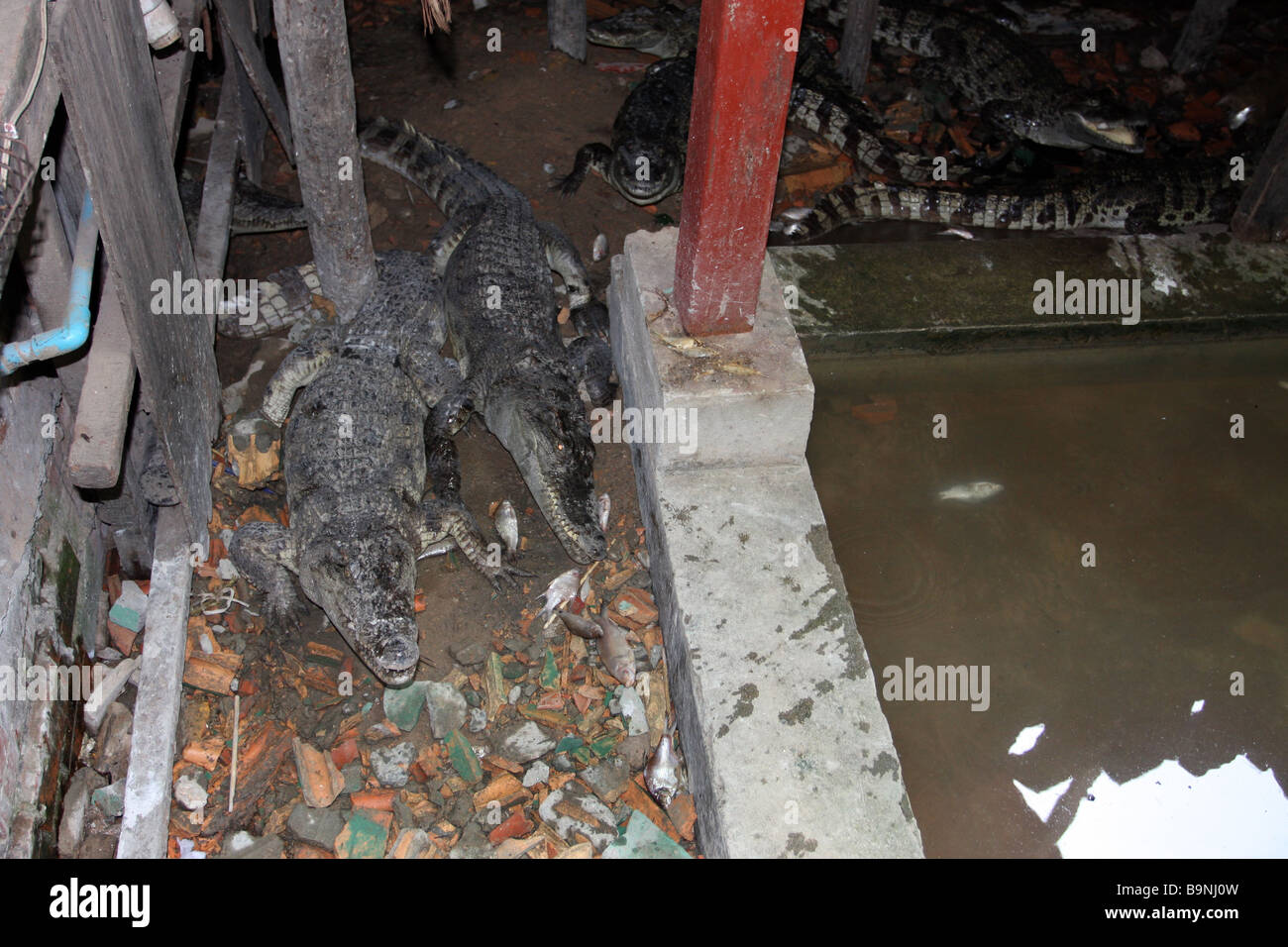 crocodiles at the dead fish tower bar in siem reap cambodia Stock Photo ...