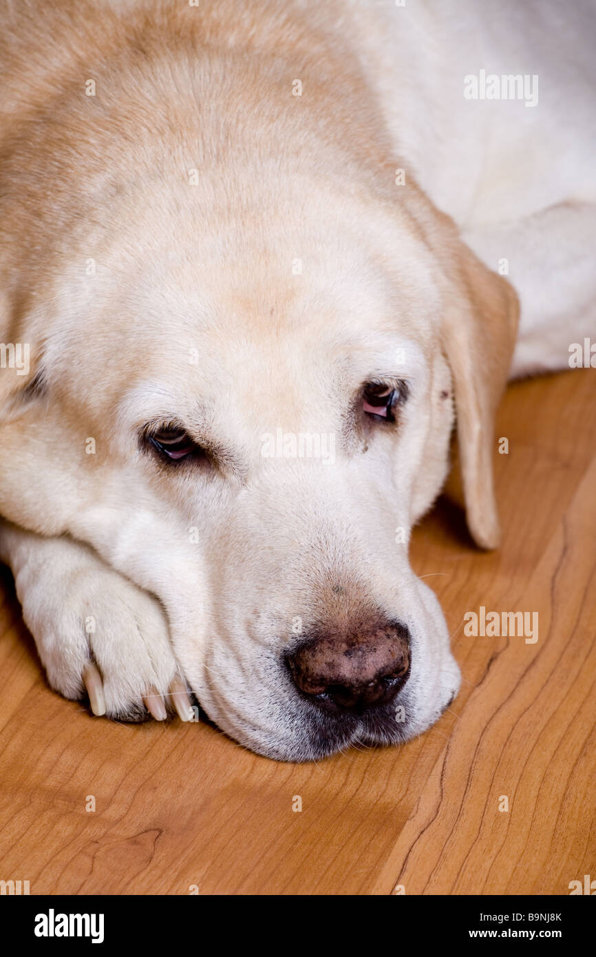 Dog head and paws hi-res stock photography and images - Alamy