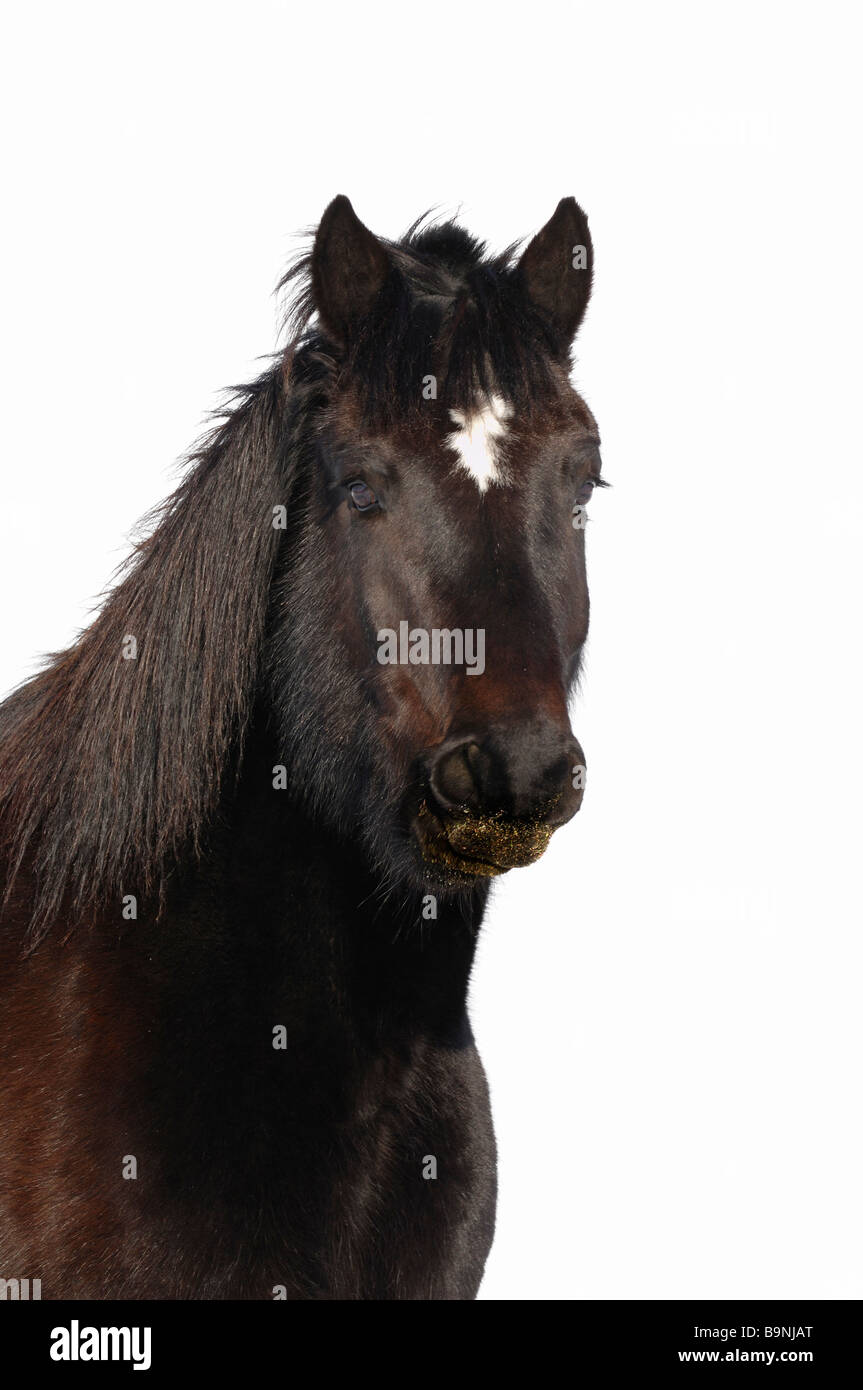 Black Horse 09194 Stock Photo - Alamy