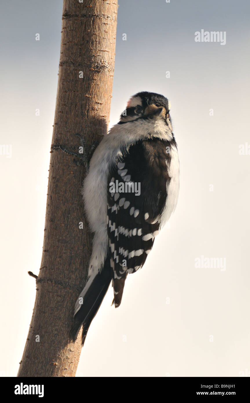Woodpecker front view hi-res stock photography and images - Alamy