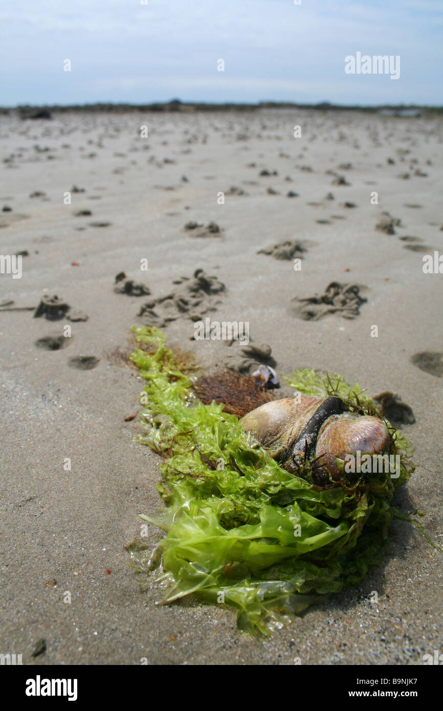 A lone shell hi-res stock photography and images - Alamy