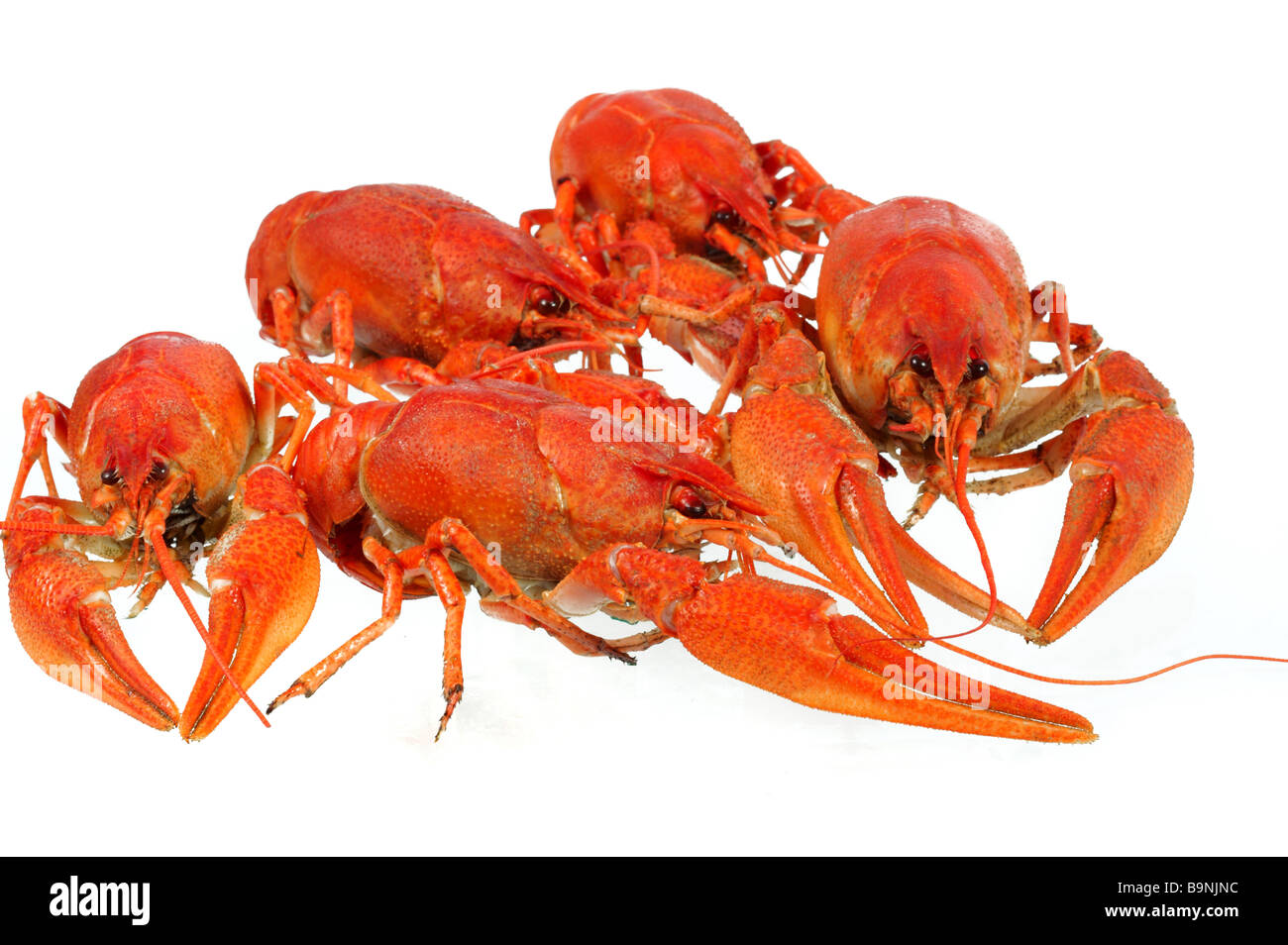 River crayfish on a white background It is very tasty and dietary food ...