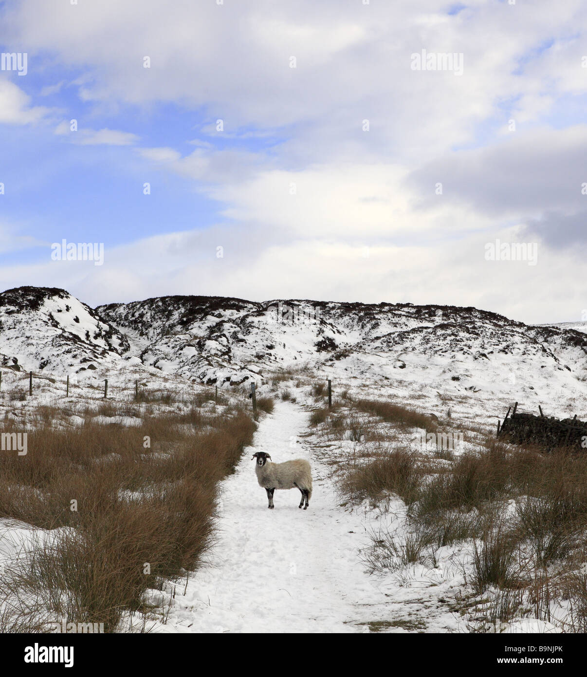 Lone sheep hi-res stock photography and images - Alamy