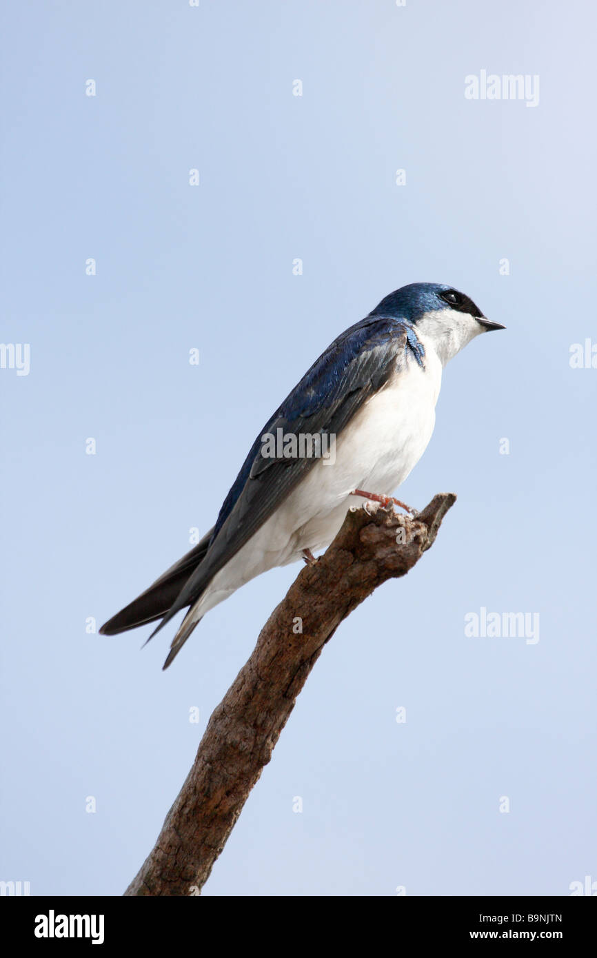 Marsh swallow hi-res stock photography and images - Alamy