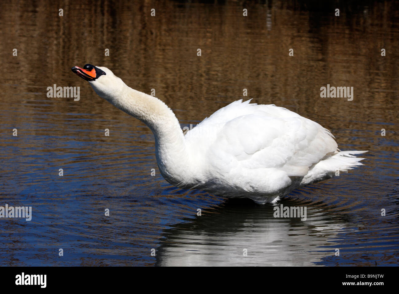 Stretching swan hi-res stock photography and images - Alamy