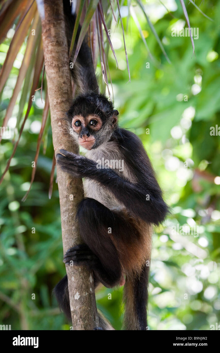 Mexico Yucatan Crococun Wildlife Park and crocodile sanctuary near ...