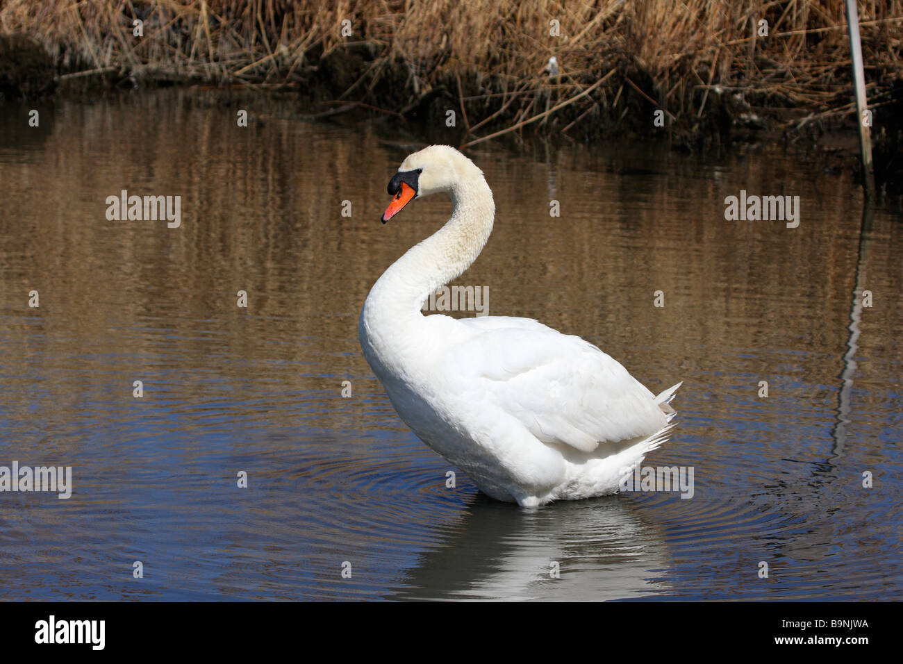 Swan standing hi-res stock photography and images - Alamy
