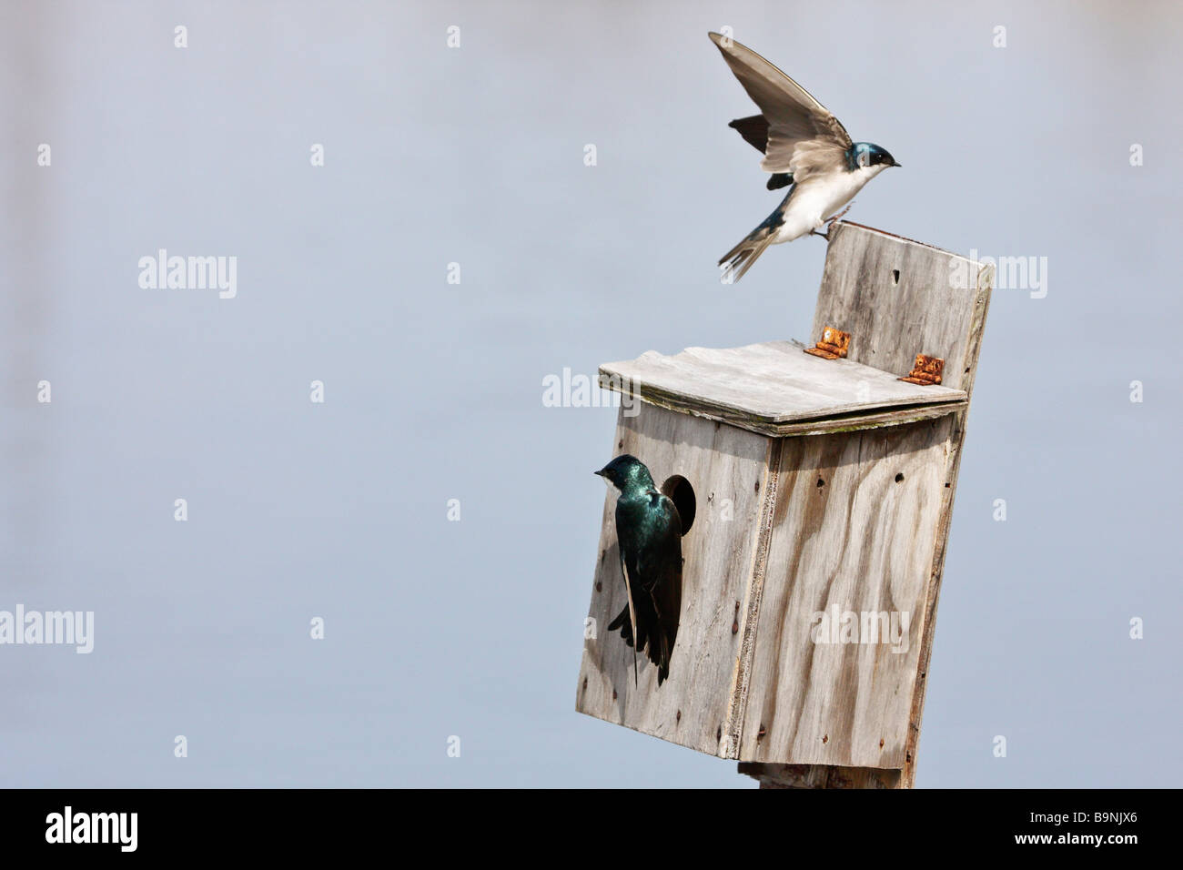 Swallows nesting hi-res stock photography and images - Alamy