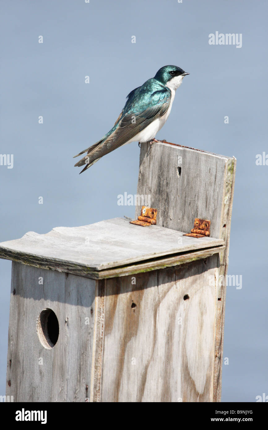 Richard swallow hi-res stock photography and images - Alamy