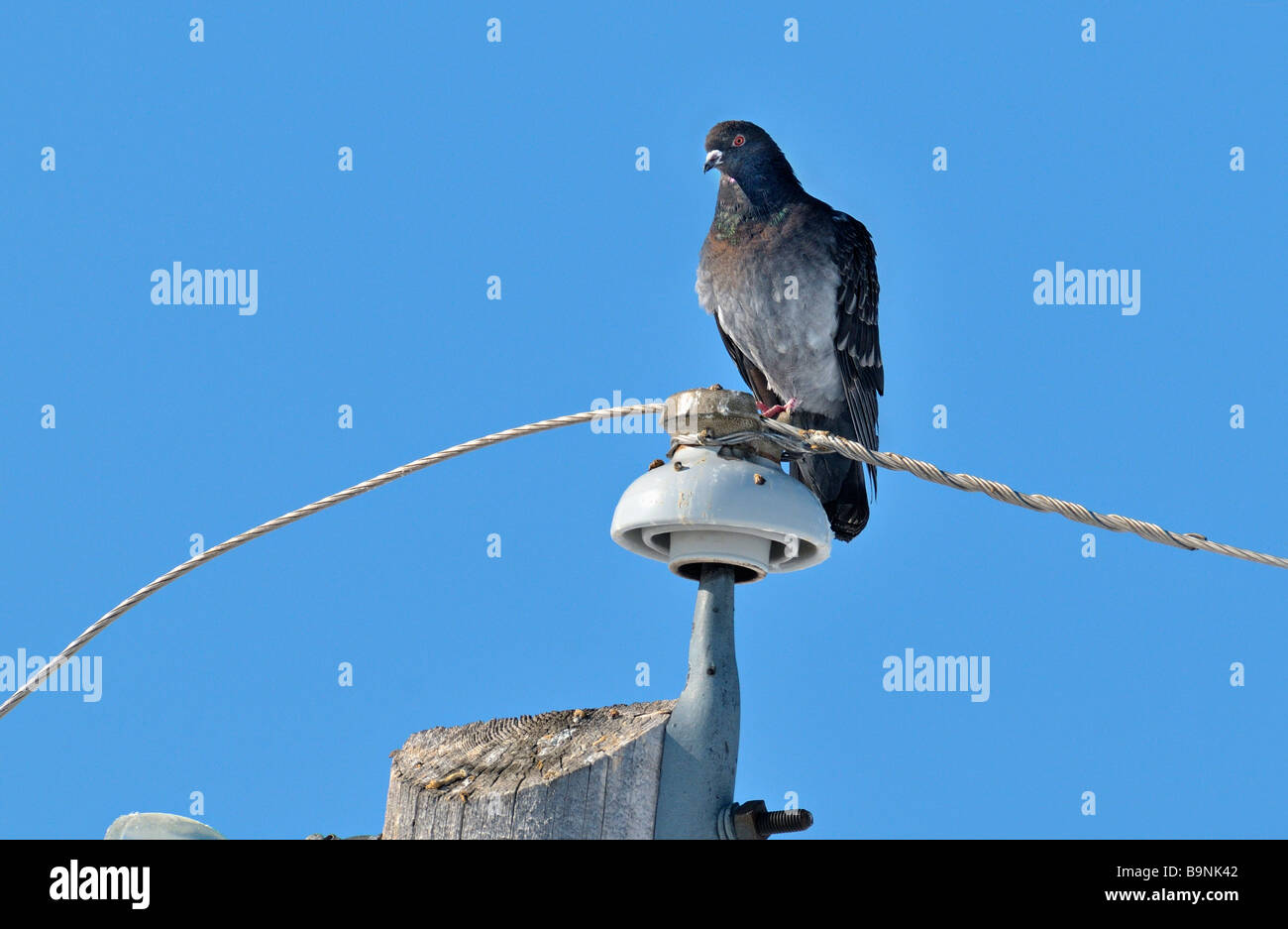 Power pigeon hi-res stock photography and images - Alamy