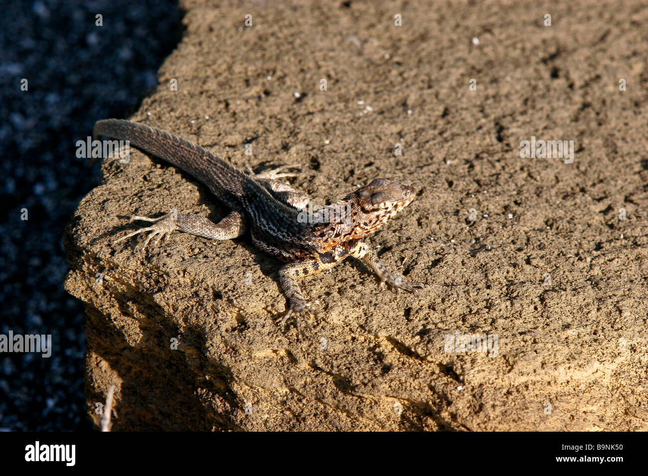 Galapagos Lava Lizard Santiago Island Galapagos Islands Stock Photo - Alamy