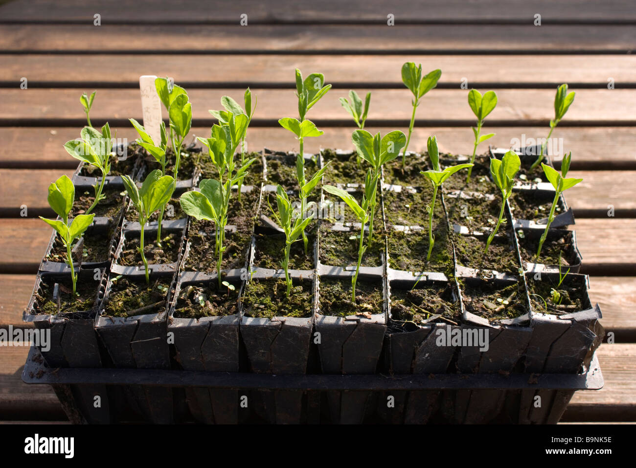 Pea seedlings in a pot hi-res stock photography and images - Alamy