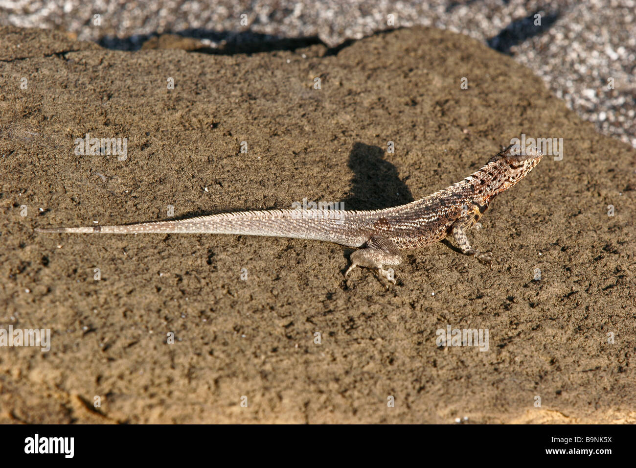 Galapagos Lava Lizard Santiago Island Galapagos Islands Stock Photo - Alamy
