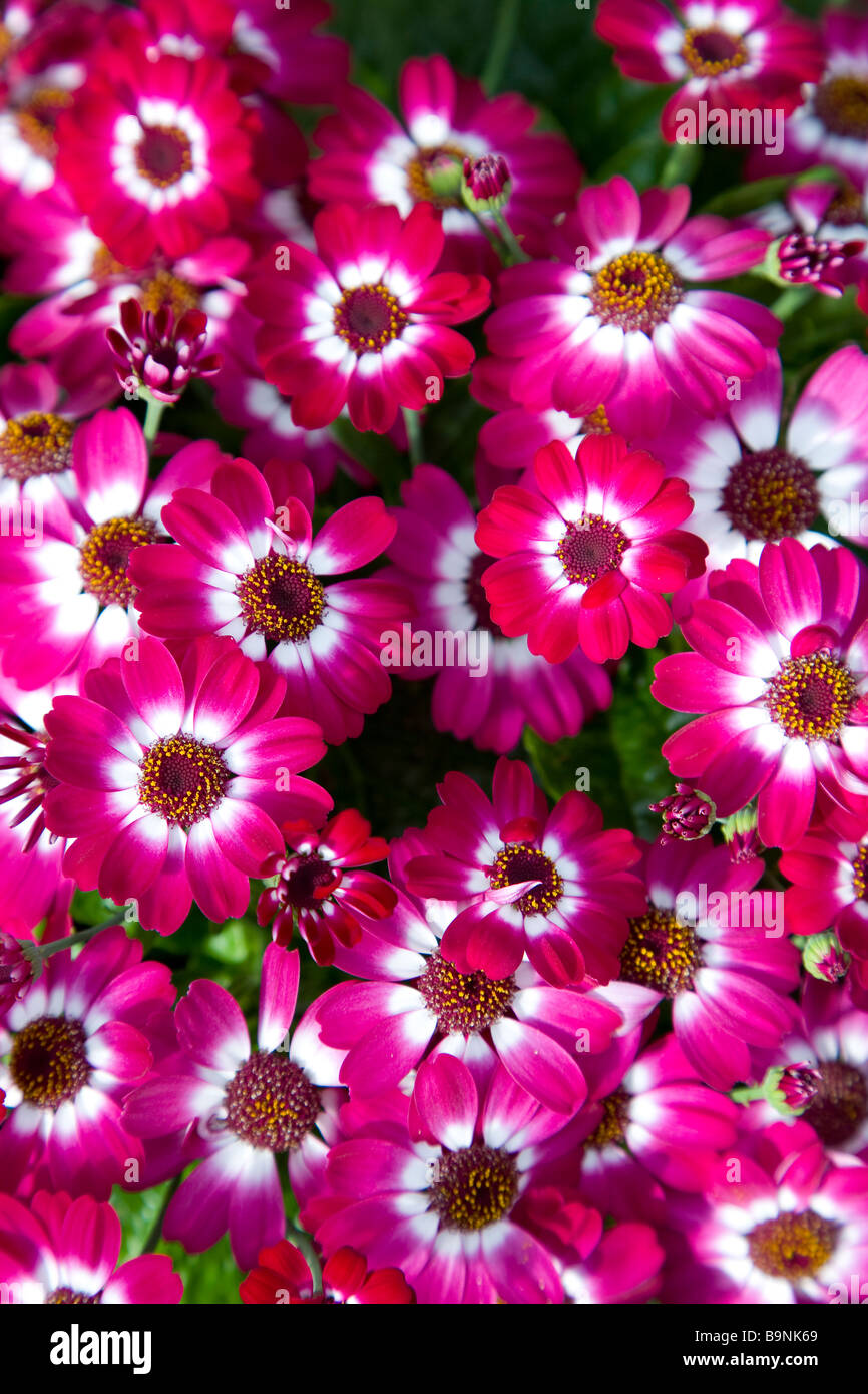 Flowers background uk hi-res stock photography and images - Alamy