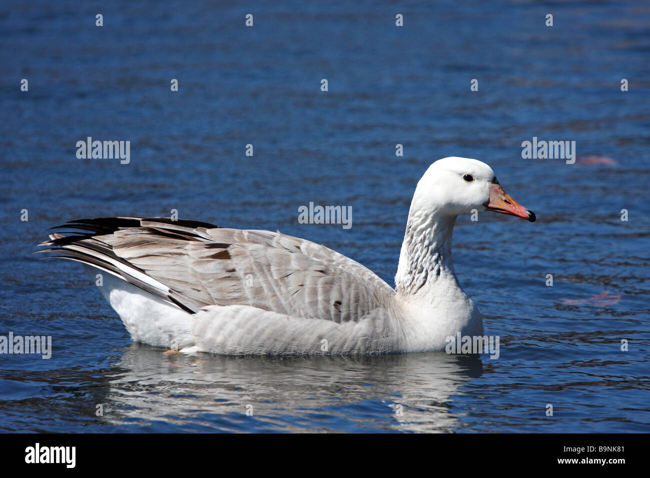 Snow Goose Swimming Stock Photo - Alamy