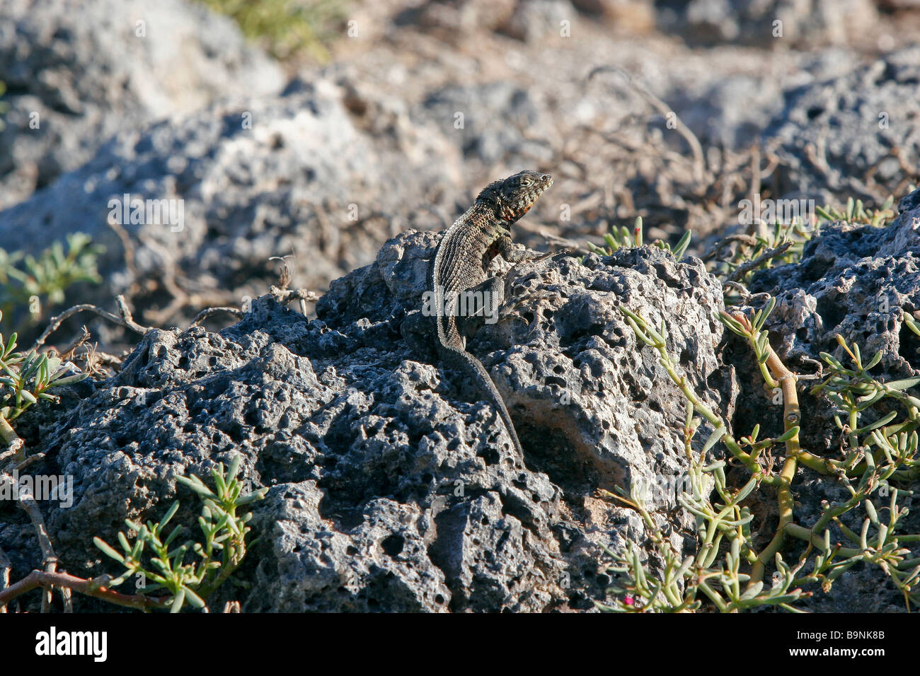 Galapagos Lava Lizard South Plaza Island Galapagos Islands Stock Photo ...