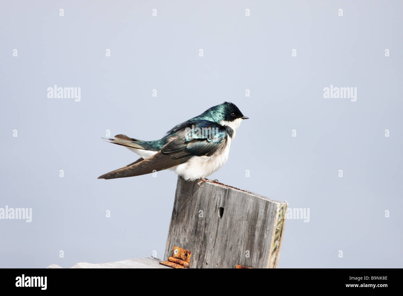 Perched swallows perching hi-res stock photography and images - Alamy