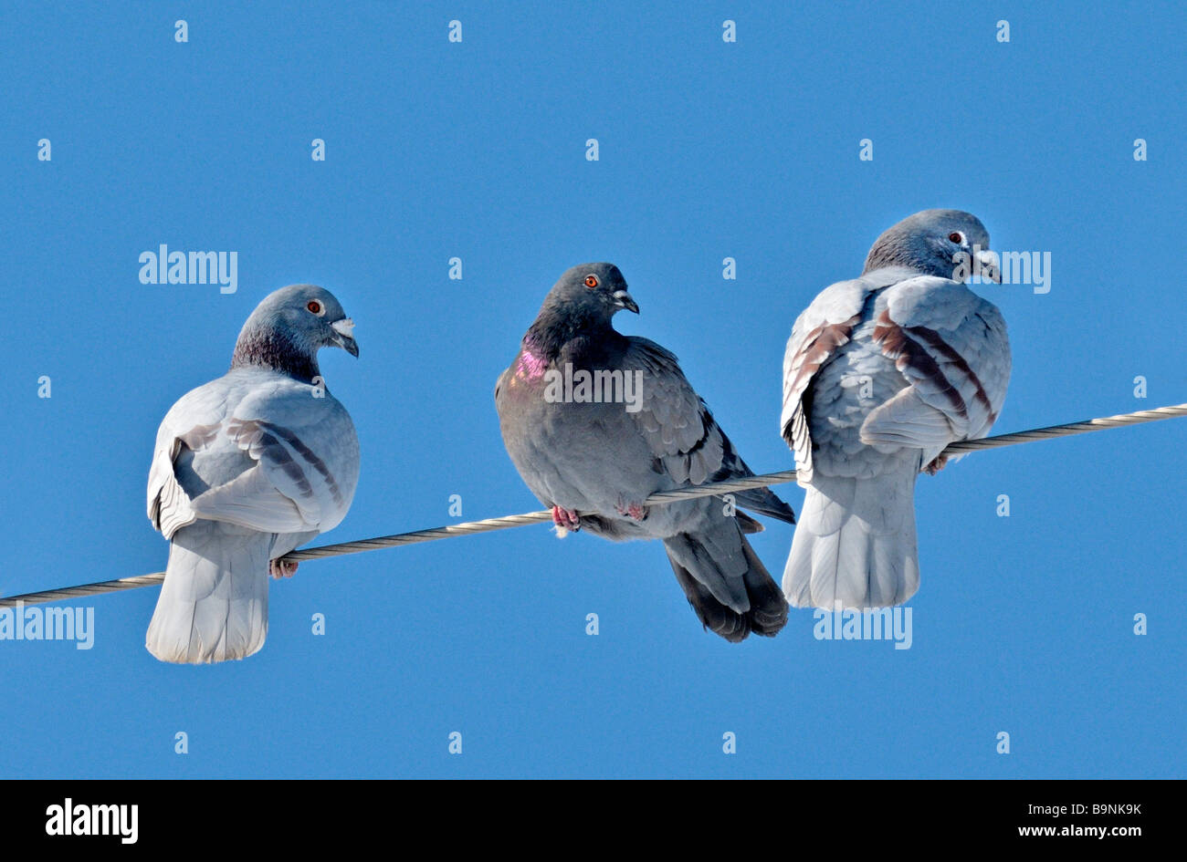 Three Feral Pigeons High Resolution Stock Photography and Images - Alamy