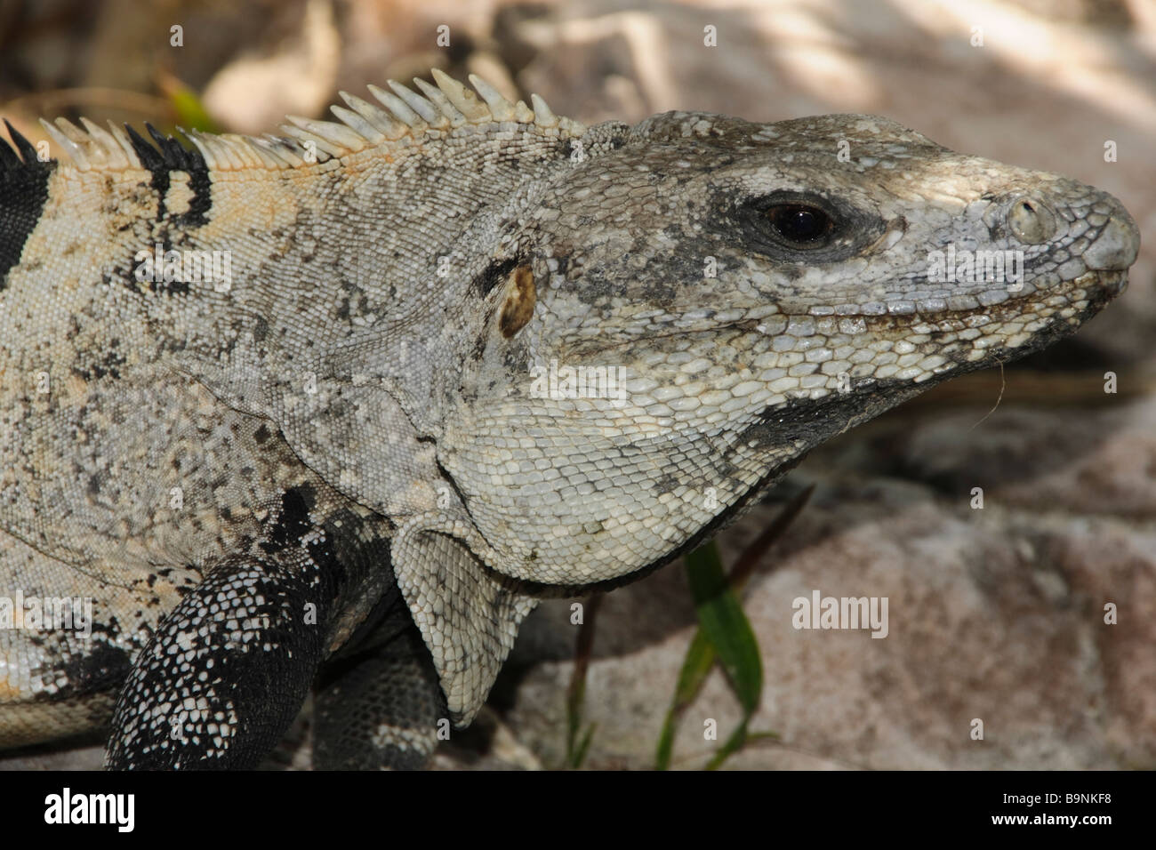 Mexico Yucatan - green iguana lizard Stock Photo - Alamy