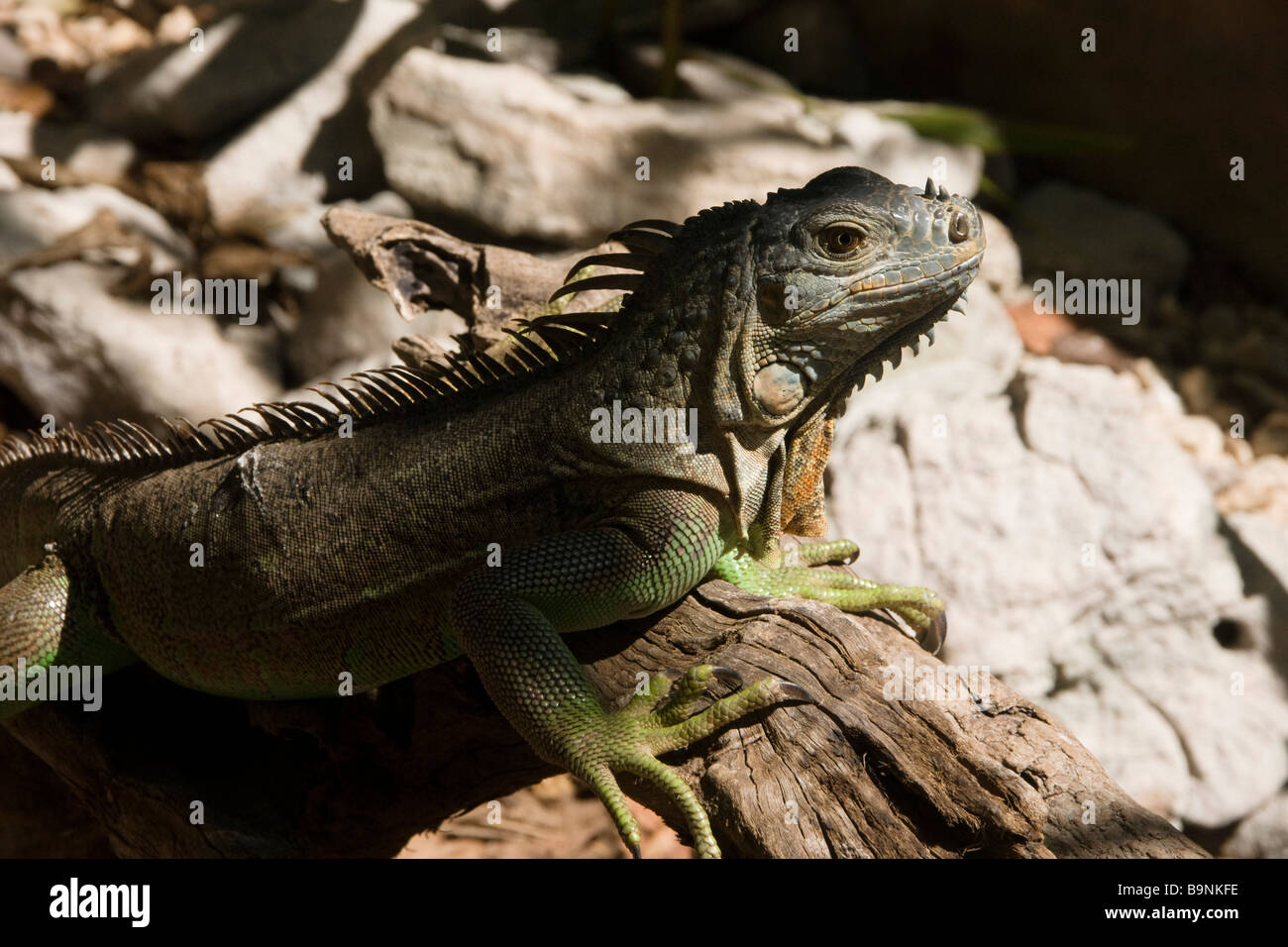 Mexico Yucatan - green iguana lizard Stock Photo - Alamy