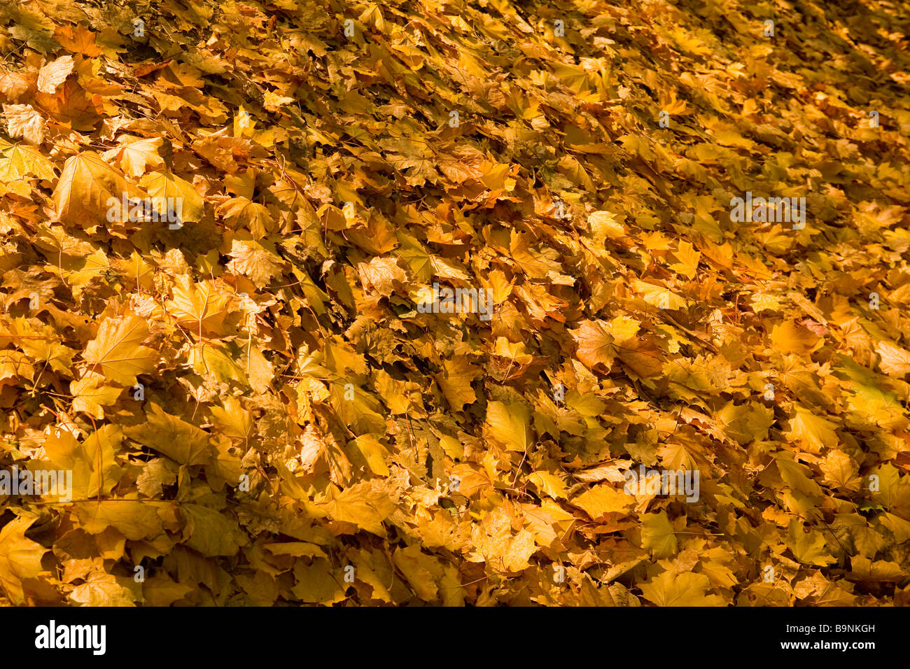 Abstract image autumn hi-res stock photography and images - Alamy