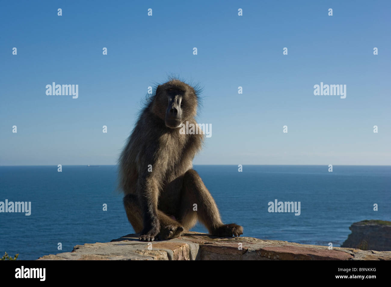 Aggressive baboon hi-res stock photography and images - Alamy