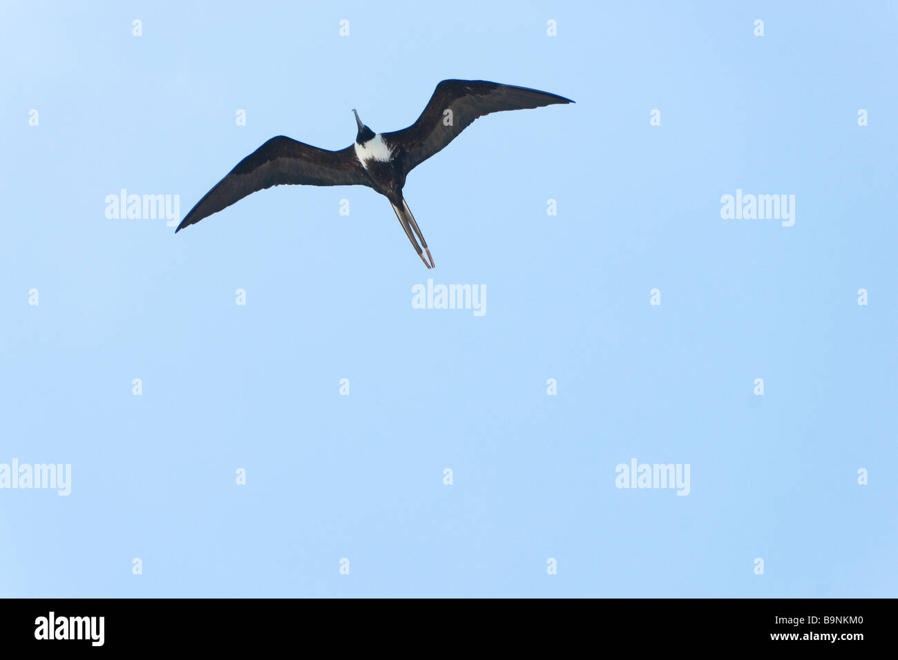 Mexico Yucatan 2009 Puerto Morelos - frigate bird in flight showing ...
