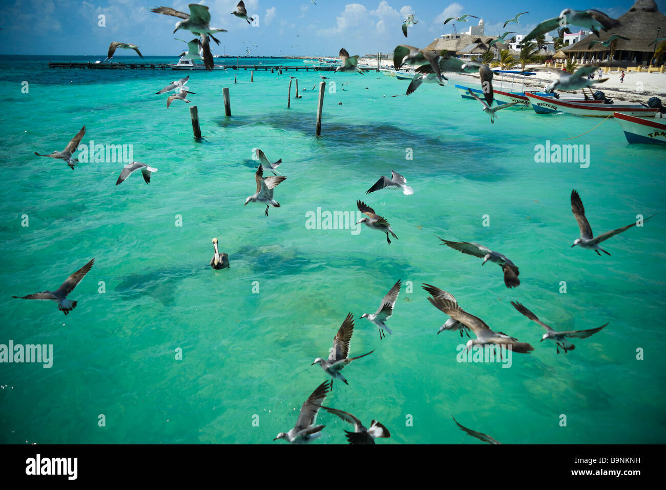 Cancun beach birds hi-res stock photography and images - Alamy