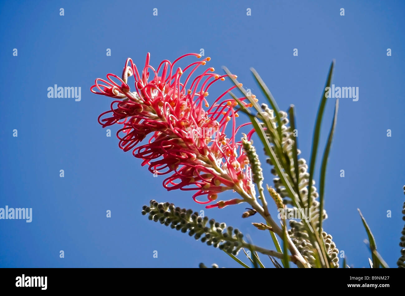 Indigenous australians family hi-res stock photography and images - Alamy