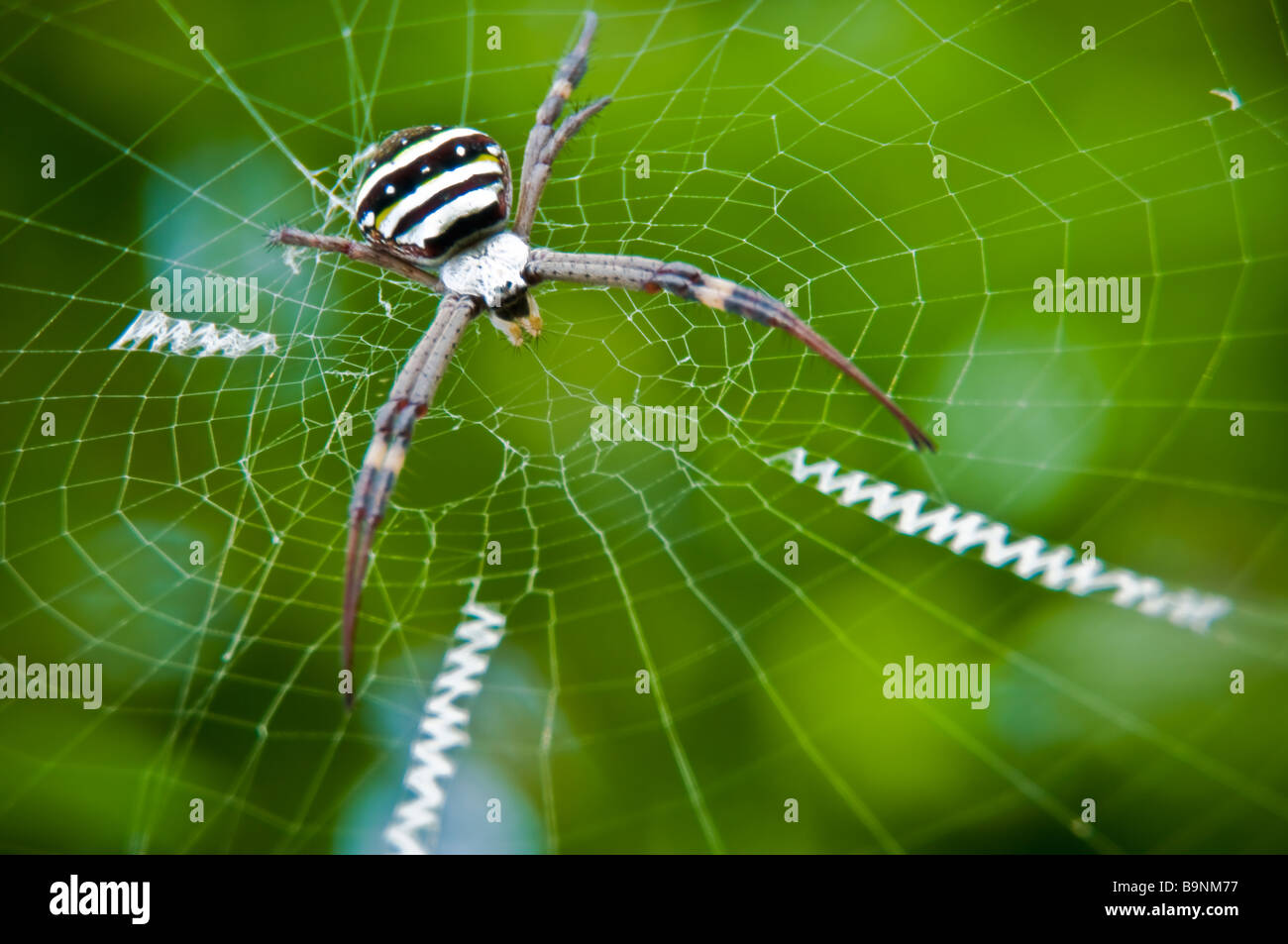 A non-toxic St Andrews Cross Spider on its web in a garden in ...