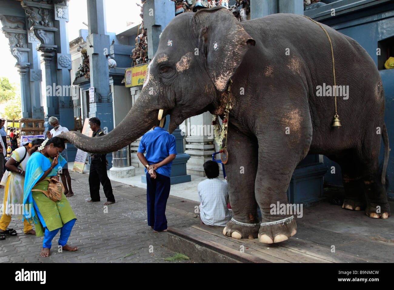 India Puducherry Pondicherry temple elephant blessing hindu devotees ...