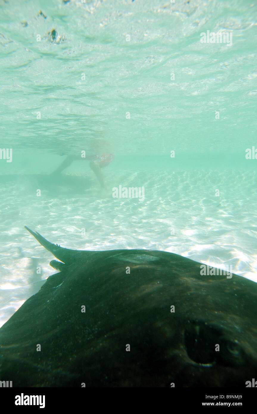A stingray swims away from a child's legs on Rottnest Island near Perth ...