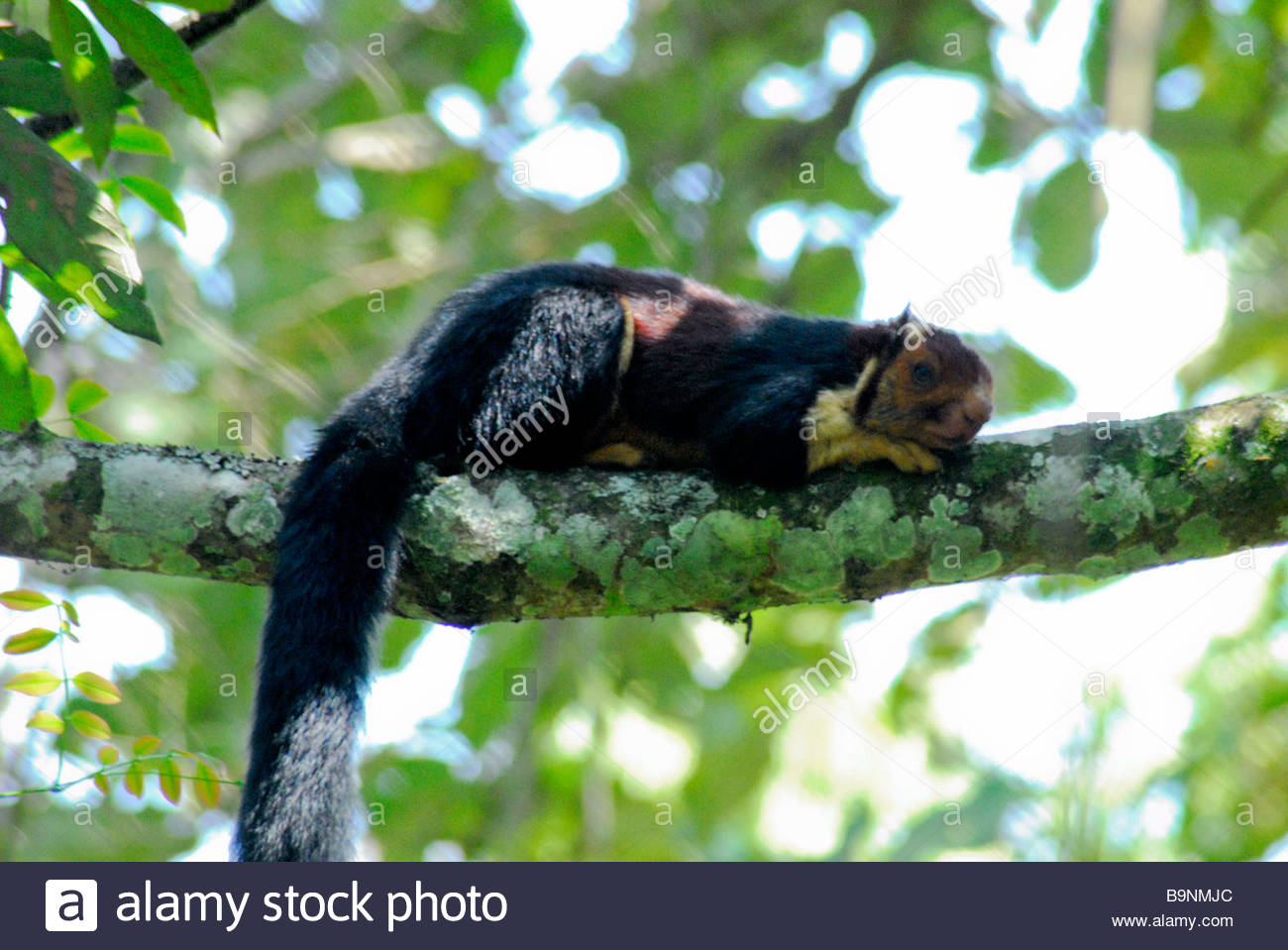 Kerala Squirrel Stock Photos & Kerala Squirrel Stock Images - Alamy